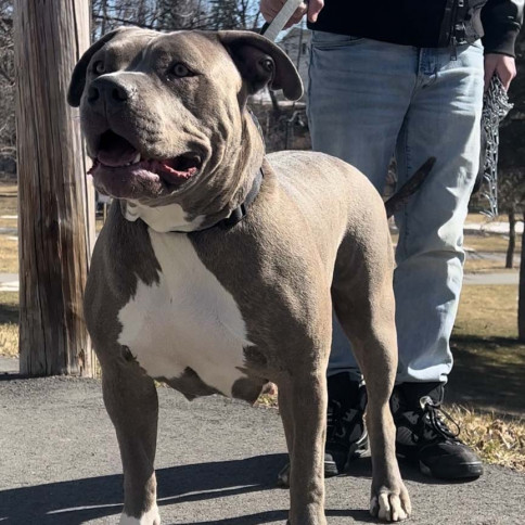 Local Pitbull Breeder | Hermon, Portland, Maine | Royal Monster Bullies