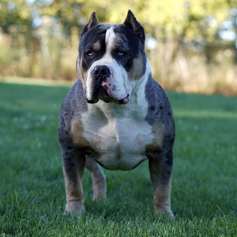 Local Pitbull Breeder | Hermon, Portland, Maine | Royal Monster Bullies
